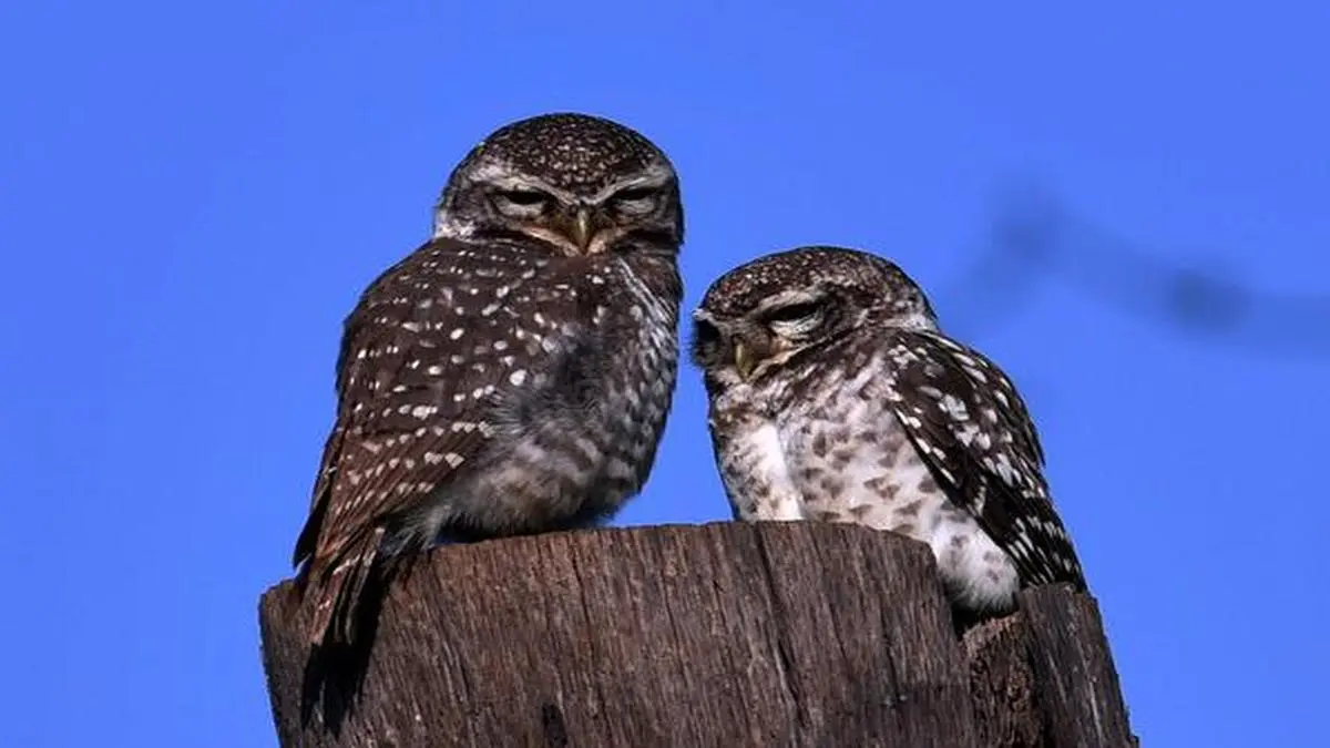 What the bats see and the owls hear - The HinduBusinessLine
