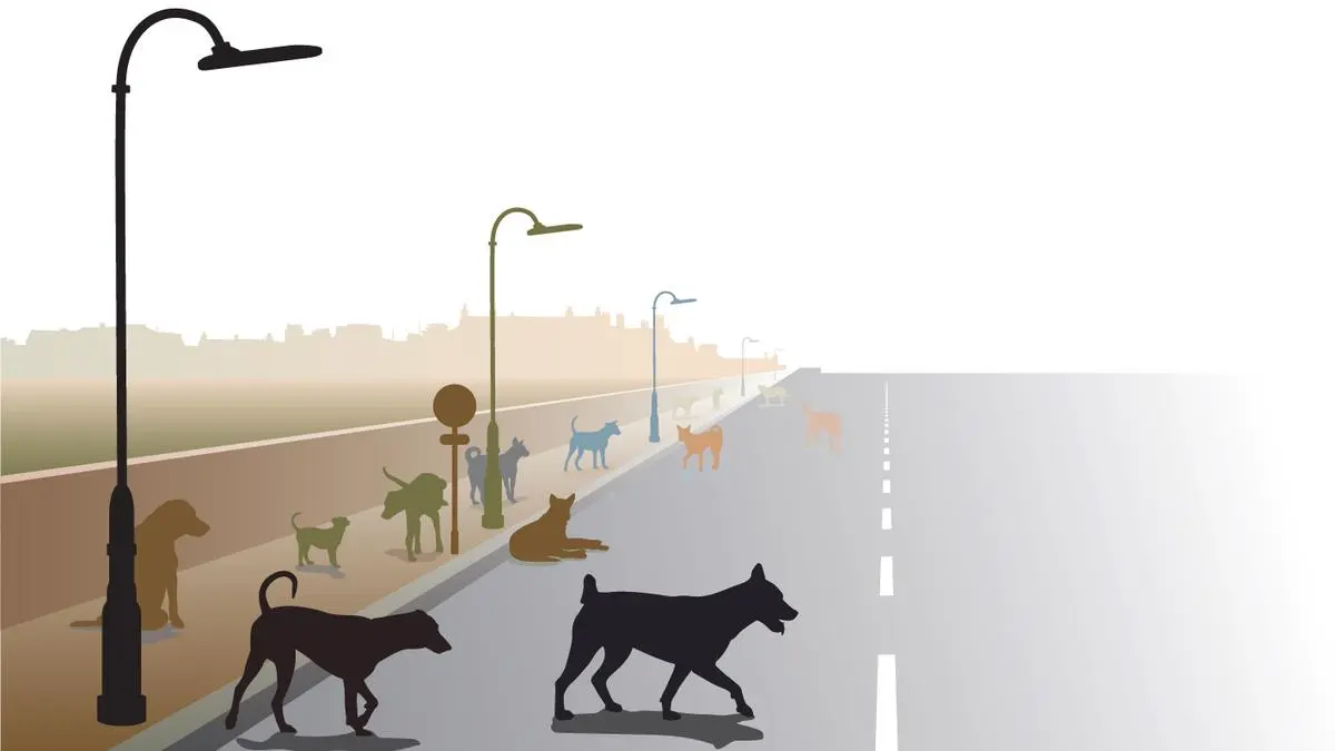 How did India’s stray dog crisis become a public menace - The ...
