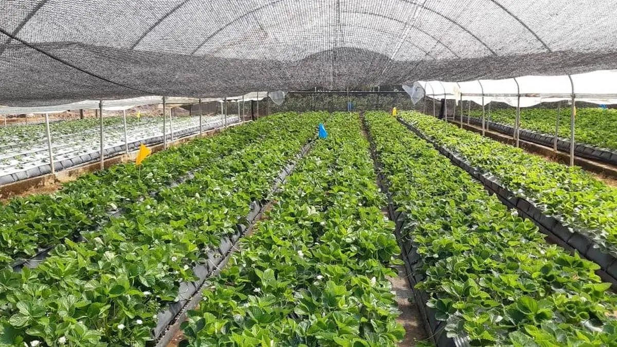 Climate change bringing multi-fold challenges in agri sector, says ...