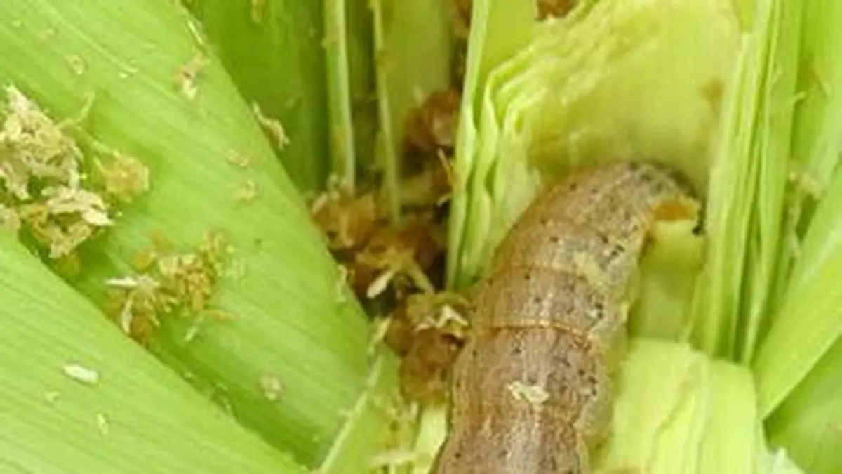 Fall Armyworm in maize spreads to TN; Karnataka takes steps to curb ...