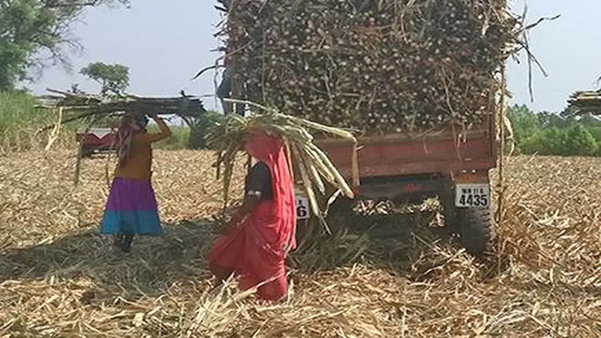 Cane-cutter women in Maharashtra to get sanitation and health ...