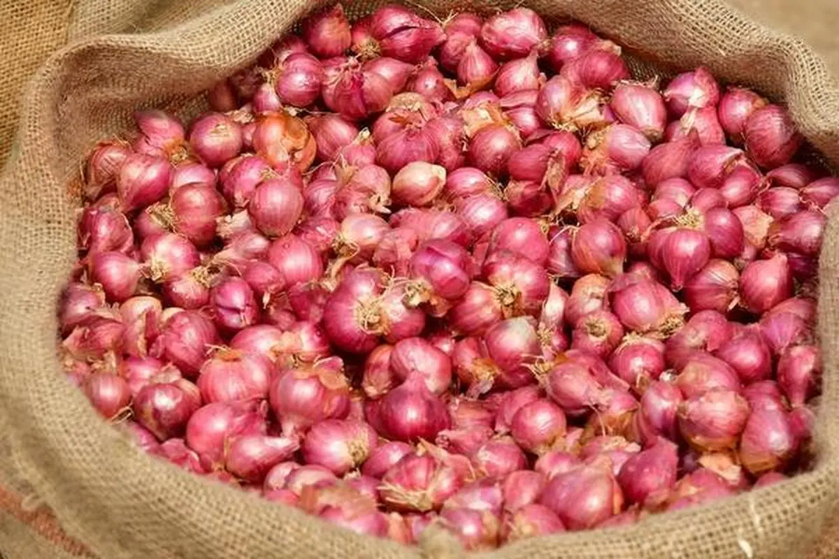 Maharashtra wants NAFED to buy 2 lakh tonnes onion - The Hindu BusinessLine