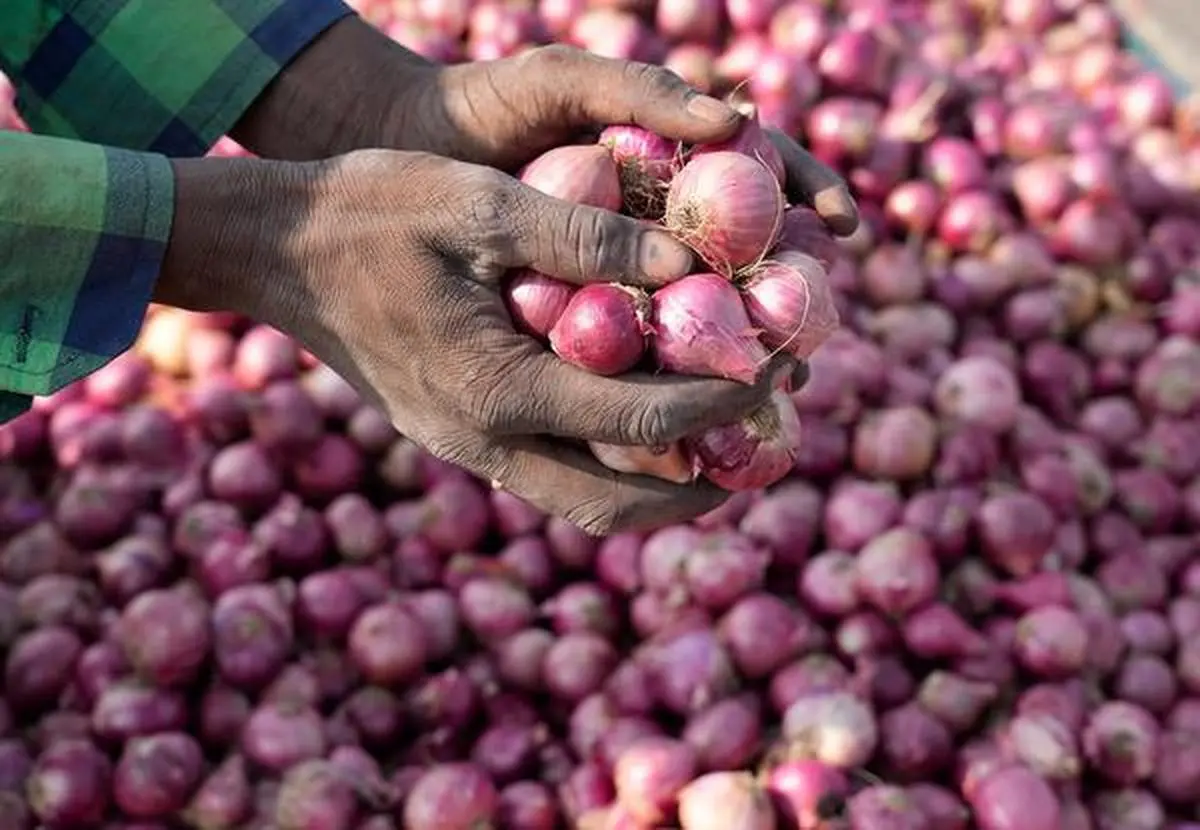 Onion farmers in Maharashtra irked by NAFED’s procurement mechanism - The Hindu BusinessLine