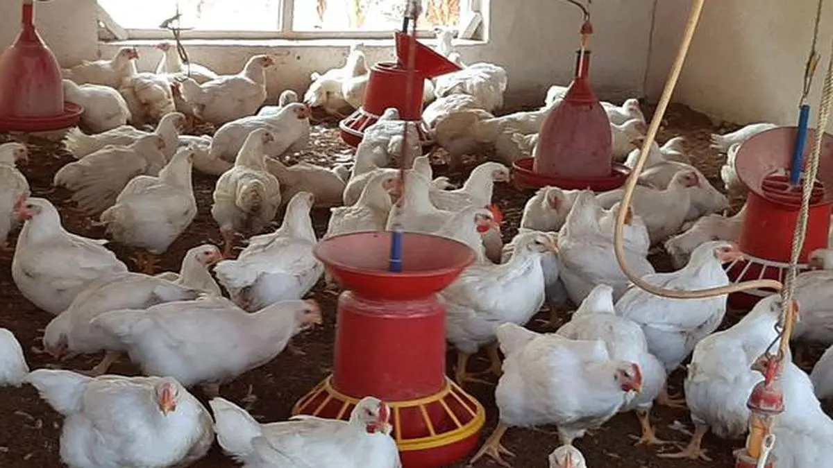 Poultry Breeding Dispelling Myths About Hormones Steroids In Chicken