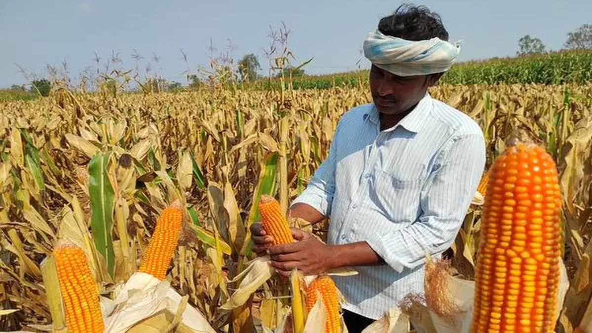 S-E Asia turns to India for maize on Myanmar unrest, surging freight ...