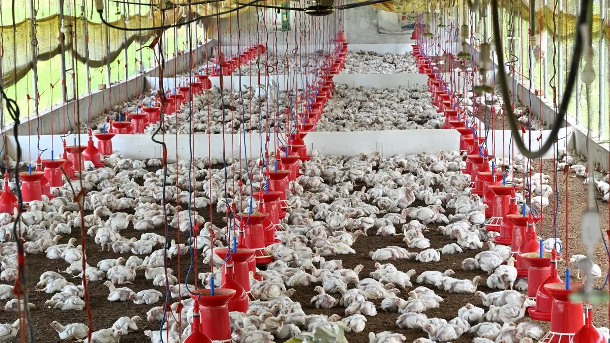 India's poultry sector eyes domestic consumption over exports amid cost ...