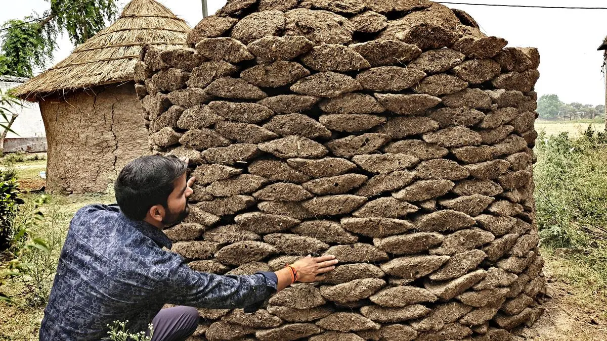 Iran war forces farmers seek fertilizer alternatives from cow dung to ...