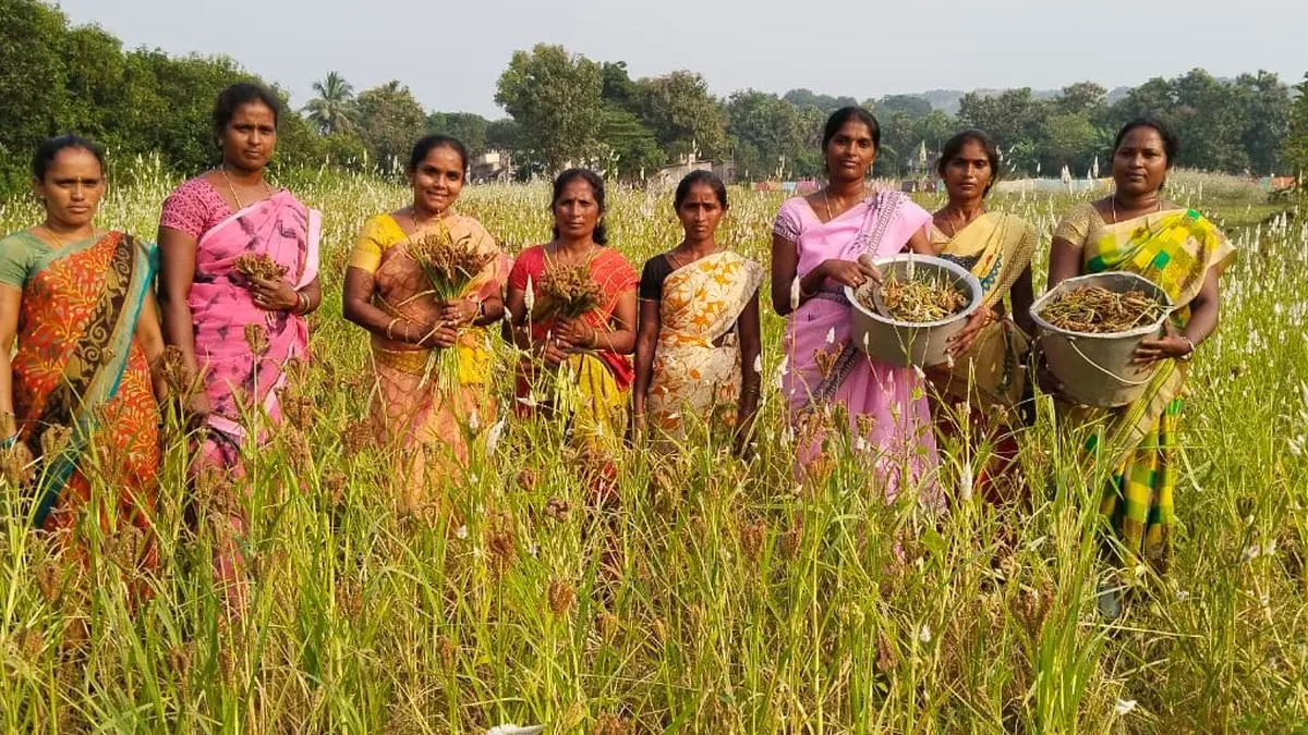 How this FPO revived millet farming, consumption in remote villages of ...