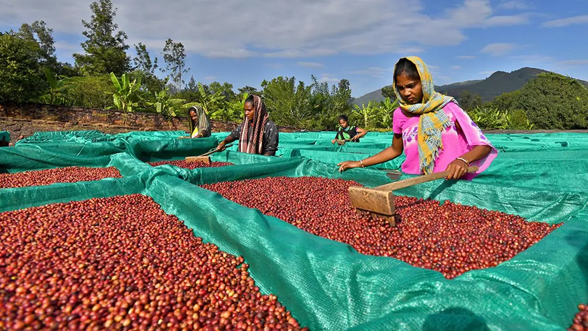 A taste of Araku: Indian tribal coffee gets UK duty-free tag - The ...