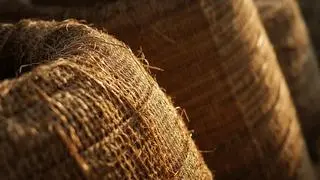 Jute News - Latest & Breaking News on jute