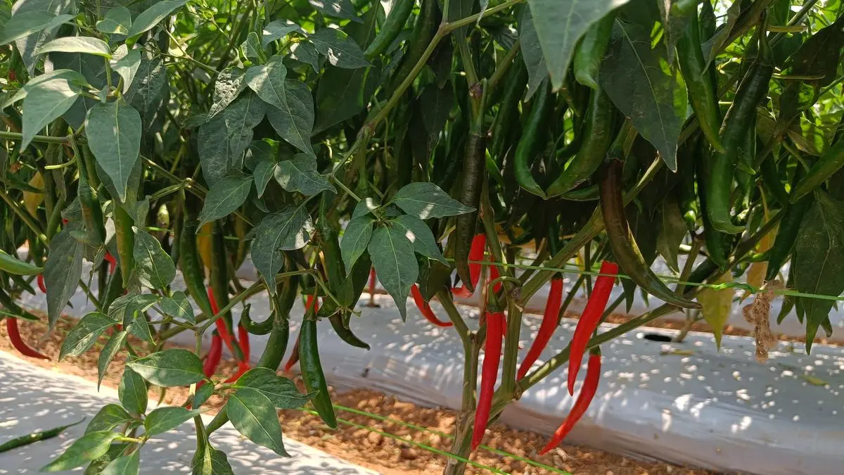 IIHR develops multiple disease-resistant chilli varieties - The ...