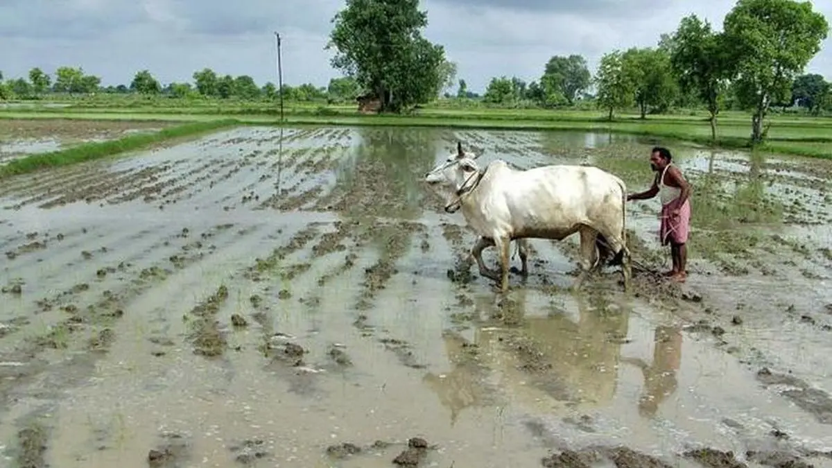 How excess North-East Monsoon rainfall is affecting agriculture across ...
