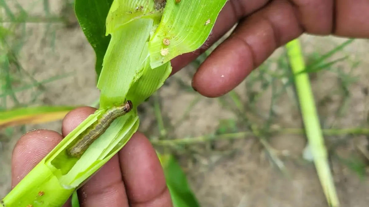 Fall armyworm infestation in maize flares up in North, rains keep a ...