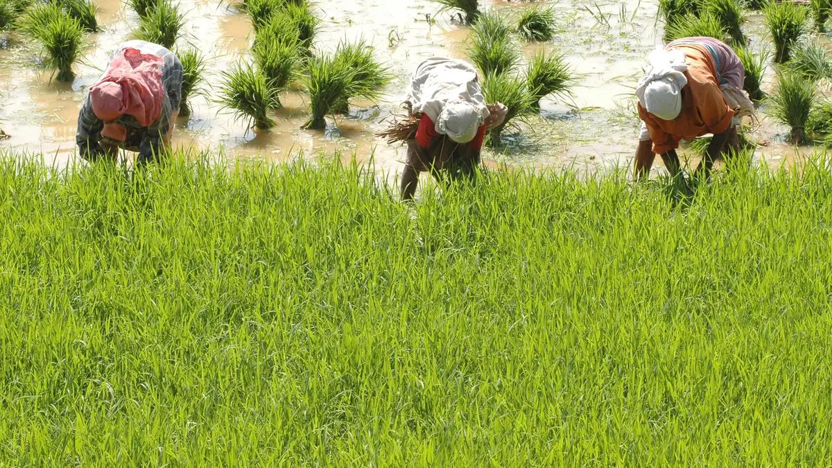 Space data fuels India’s farming agriculture innovation drive - The HinduBusinessLine