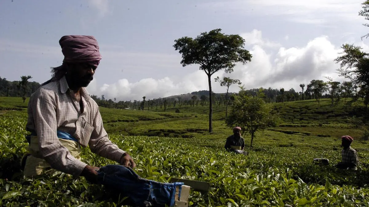 Red Sea crisis takes a toll on tea shipments from Kochi auctions - The ...