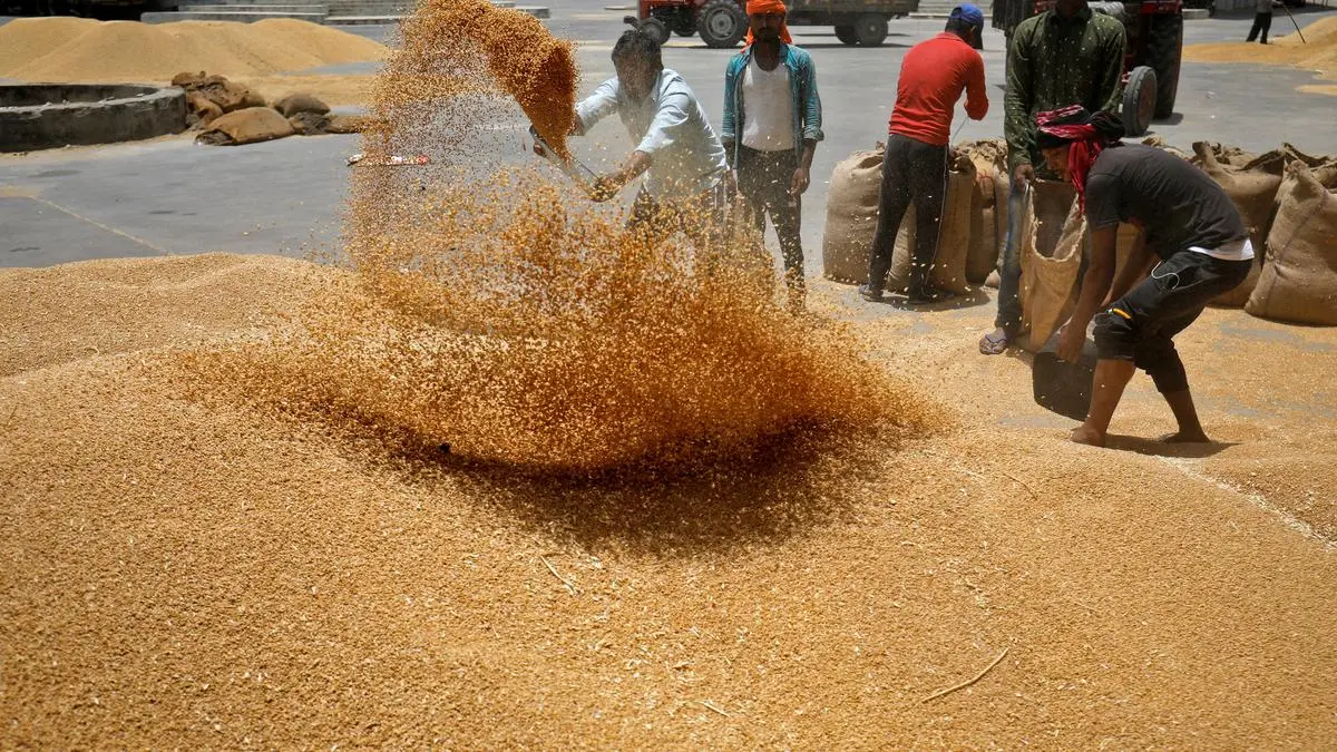 Indian wheat, rice production estimated at record high - The ...