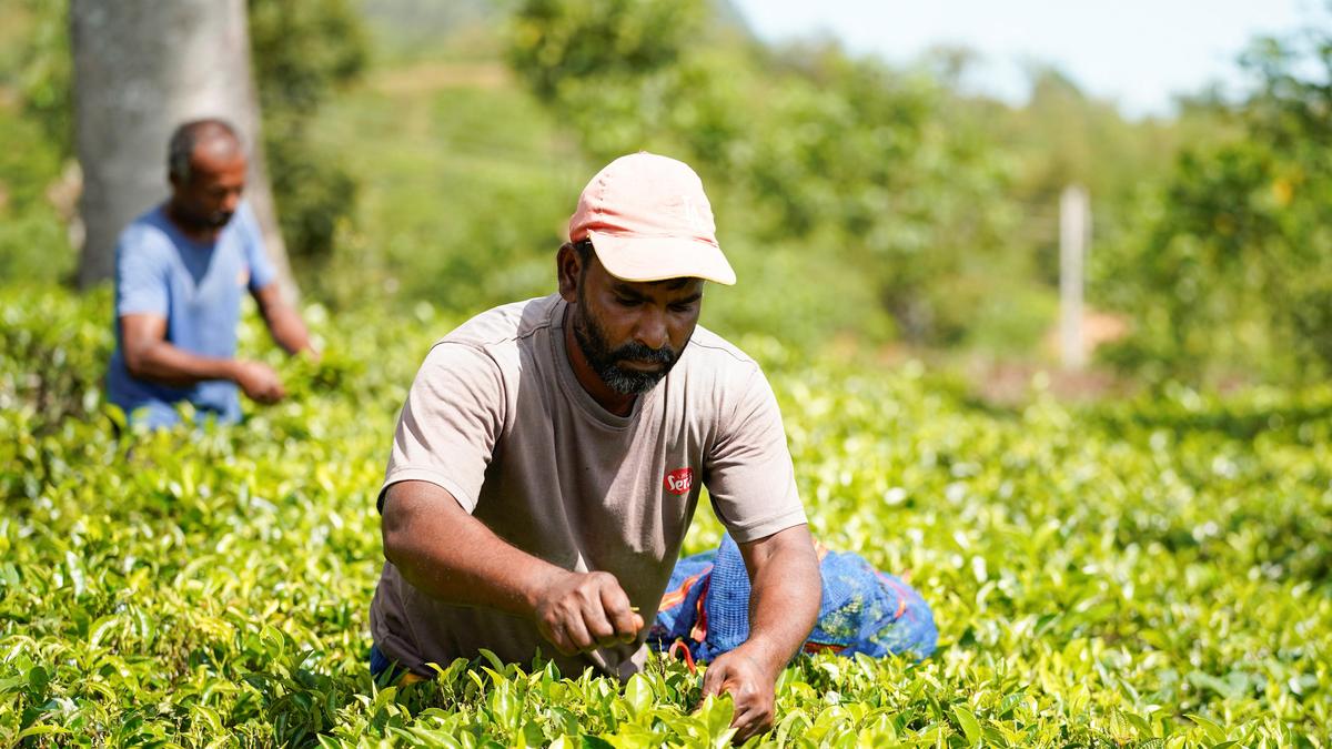 Tea prices drop at Coonoor auctions amid cautious buying - The ...
