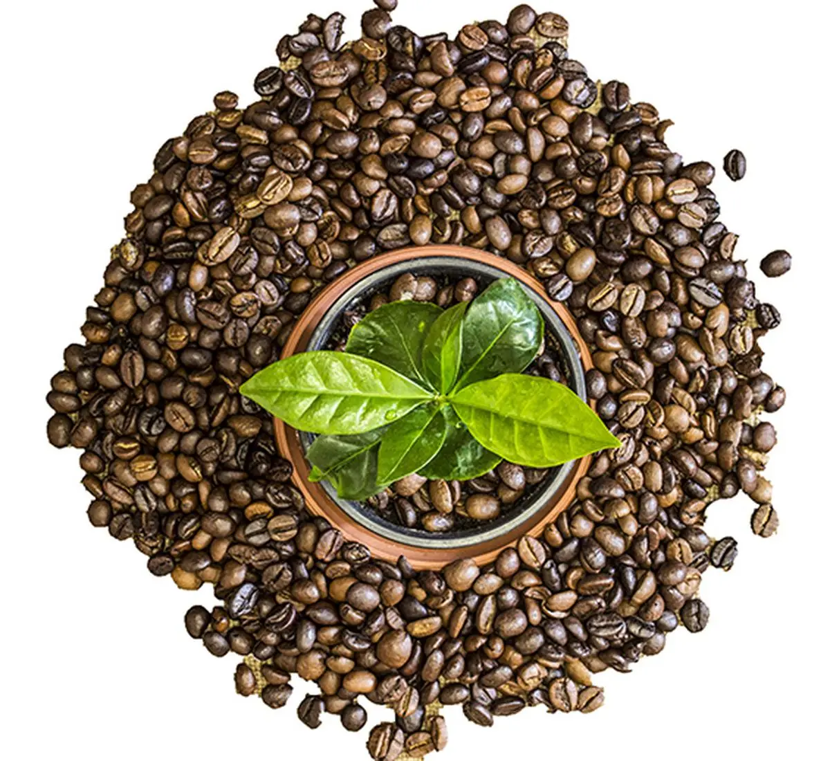 RoDTEP For Green Coffee Increased By 40 Bps To 1 4 The Hindu