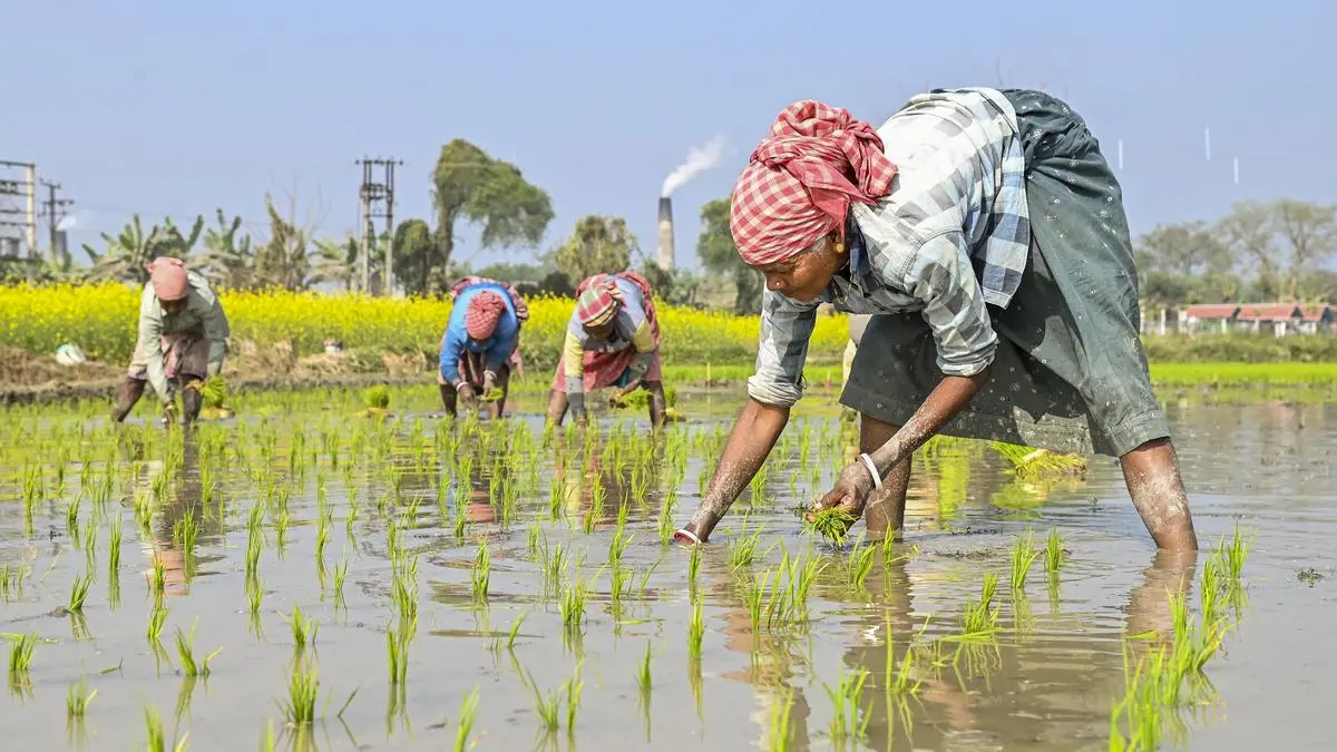 IIRR’s direct seeded rice initiative increases yields by 8-13% - The ...