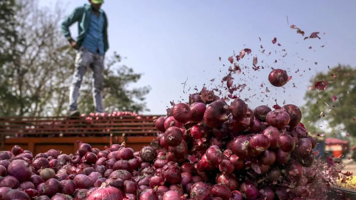 Low prices continue to haunt Maharashtra’s onion growers - The Hindu BusinessLine