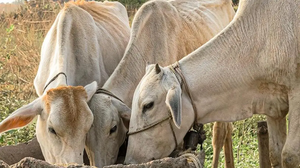 Extreme heat tests India's record milk production - The HinduBusinessLine