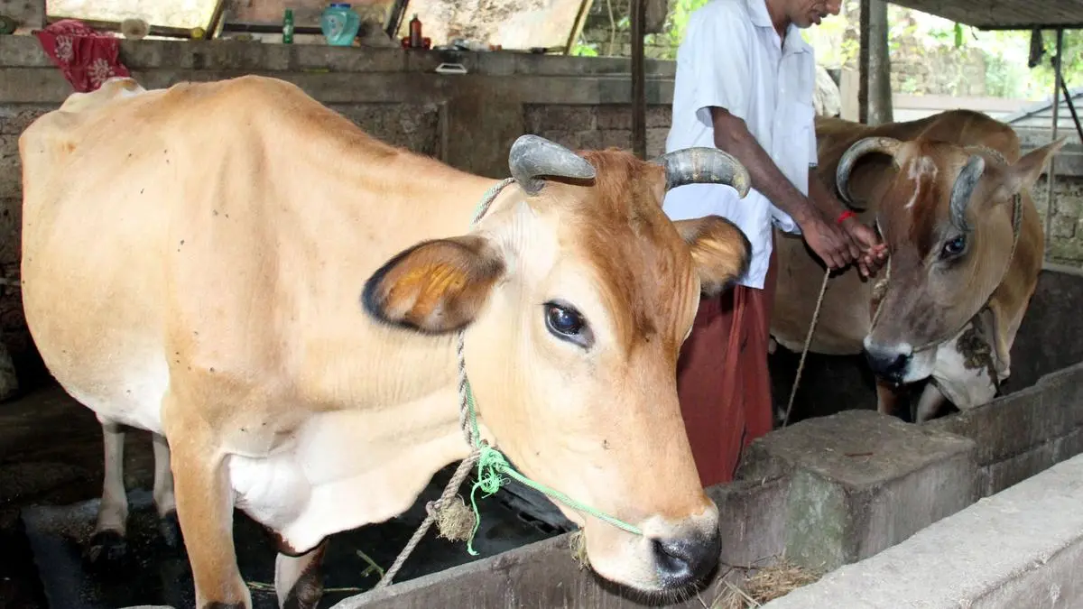 mooPay launches heat index-based insurance plan for dairy farmers - The ...