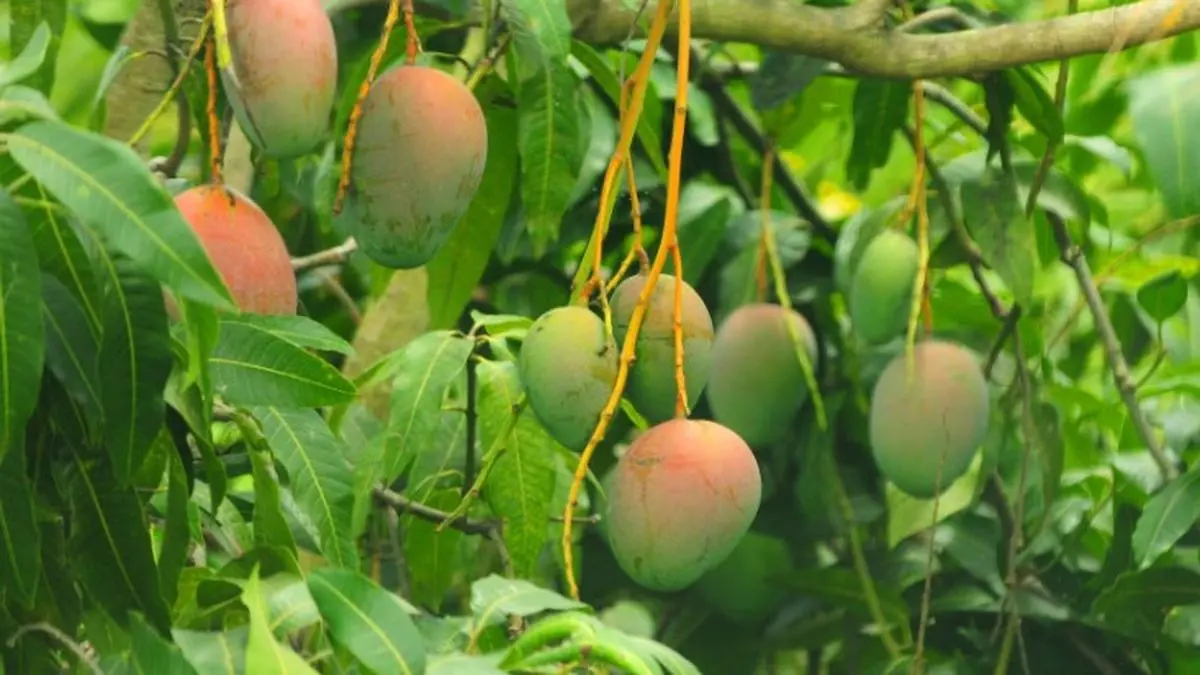 Coca-Cola India and Gram Unnati collaborate to revolutionise mango ...