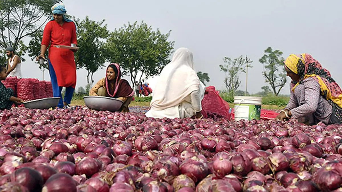 Central team visits Nashik to address concerns of onion farmers - The HinduBusinessLine