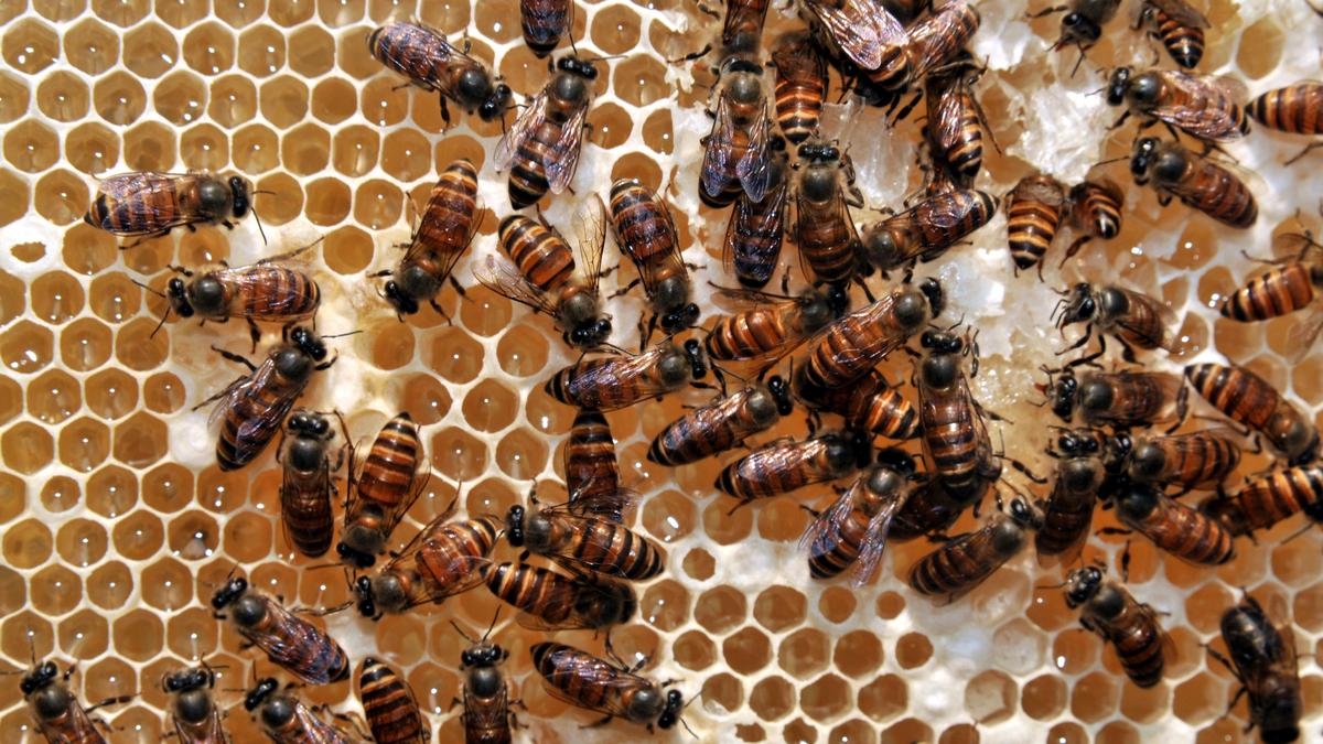 NECTAR, IHA ink pact to strengthen honey & bee-keeping sector in North ...