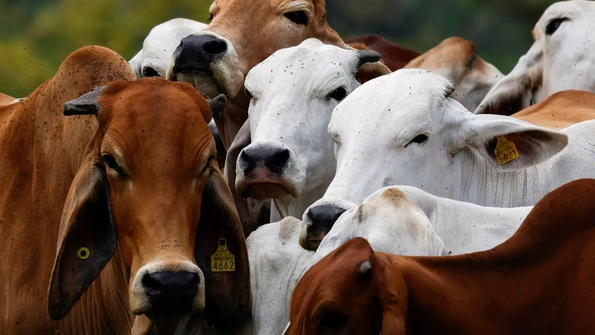 GST on dairy products, farm equipment, fertilizer raw materials, biopesticides reduced to 5% ...