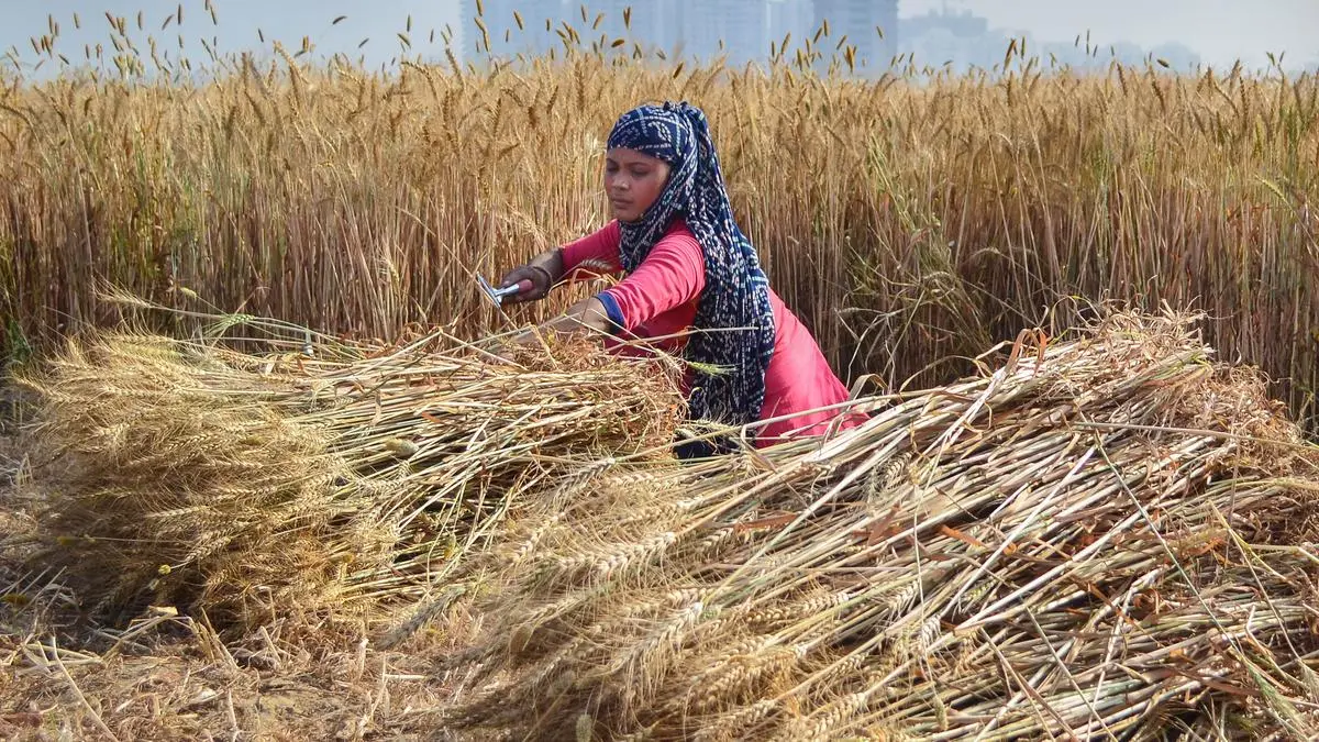 Hafed floats 2nd tender to sell 1.08 lt of wheat procured from MP ...