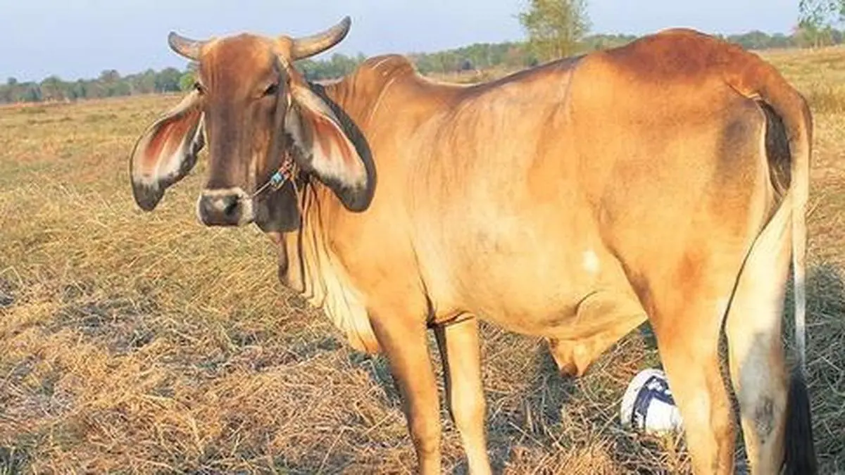 eFeed launches software platform for dairy firms to manage methane ...