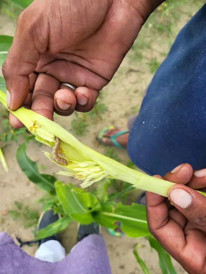 Fall armyworm infestation in maize flares up in North, rains keep a ...