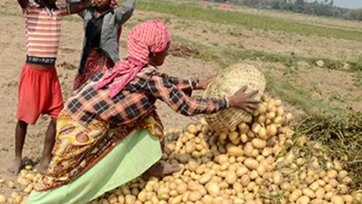 Higher yield hopes push potato prices down by ₹4-5 a kg in W. Bengal ...