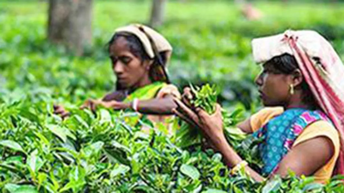 Red Sea crisis: Indian tea exporters to Europe and US stare at massive ...