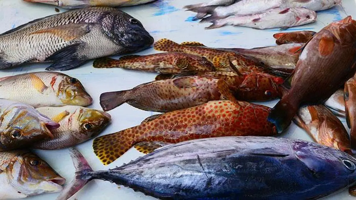 Gujarat's fish economy booms with rising output and record exports ...