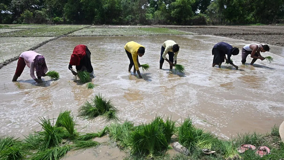 USDA projects India’s rice output at record 139 million tonnes - The ...