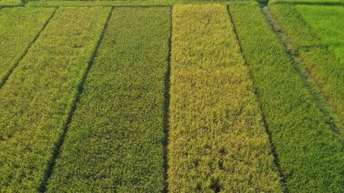 Assam signs MoU with Caspian Impact Investment to boost rural ...