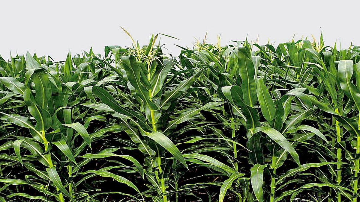 Maize leads kharif sowing surge in India; nutricereals acreage rises ...