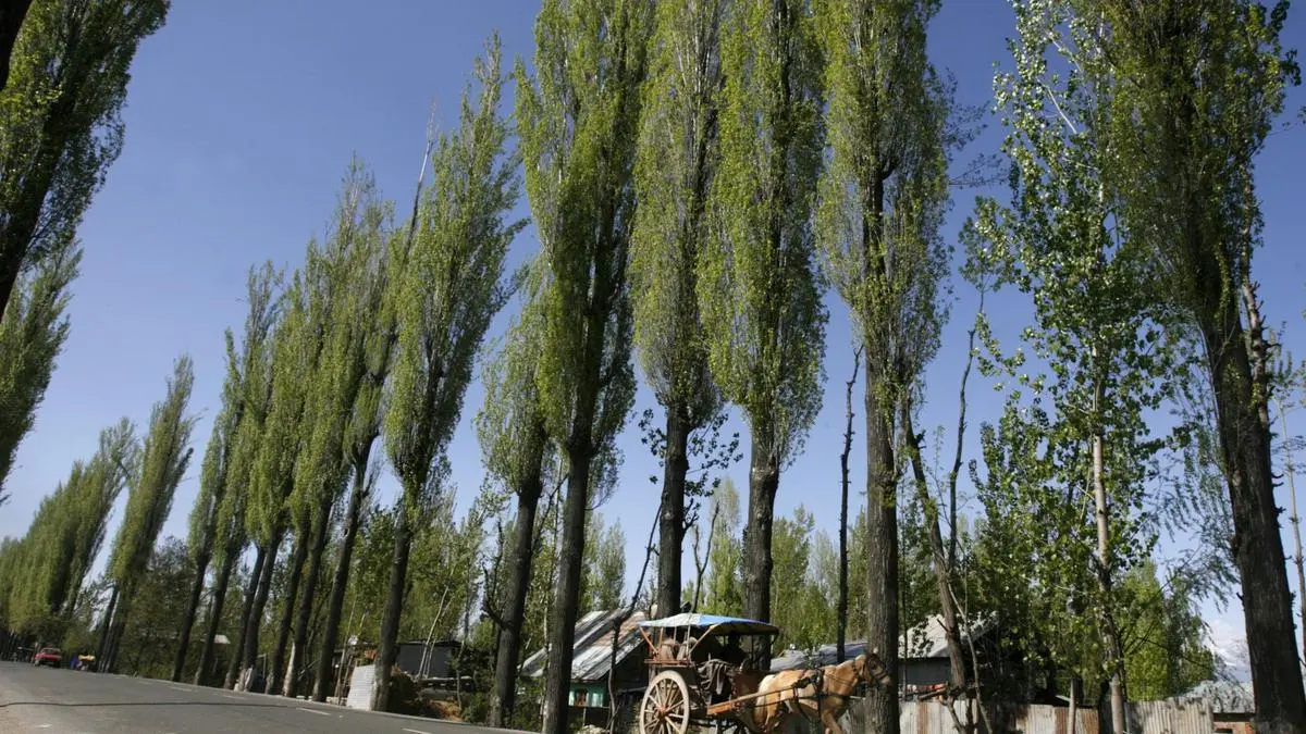 Kashmir’s pencil makers worry about raw material crunch amid poplar ...