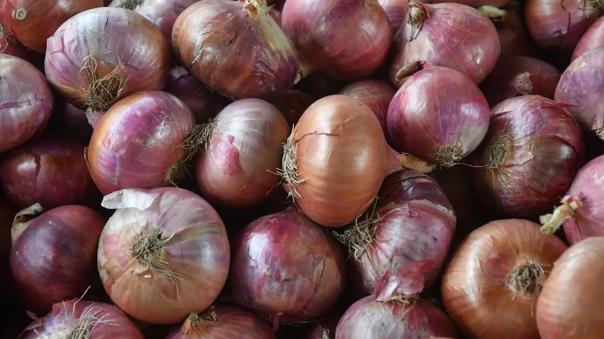 Maha to establish onion storage banks using irradiation technology - The HinduBusinessLine