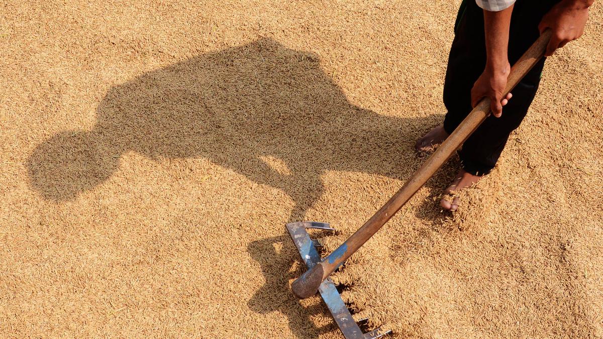 India’s rice procurement set to top 50 million tonnes - The ...