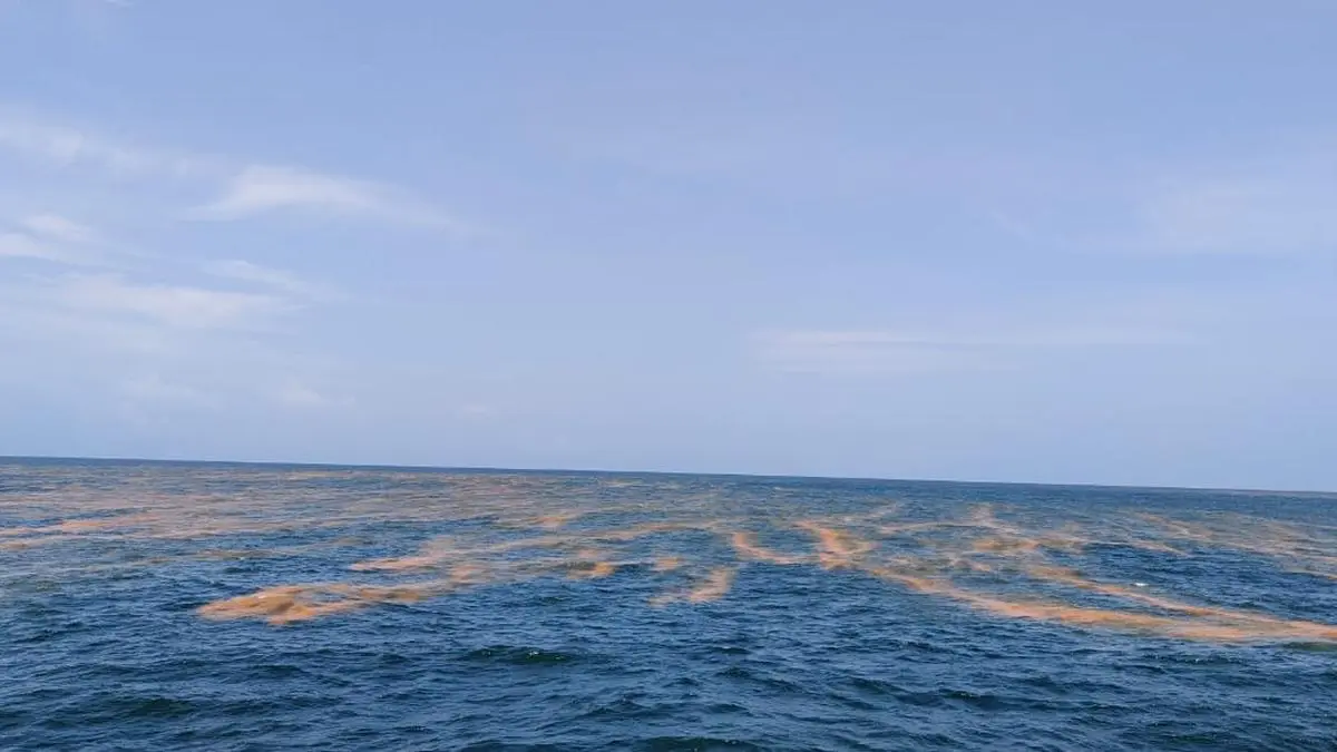 Bioluminescent red tides off Kerala coast linked to monsoon runoff ...