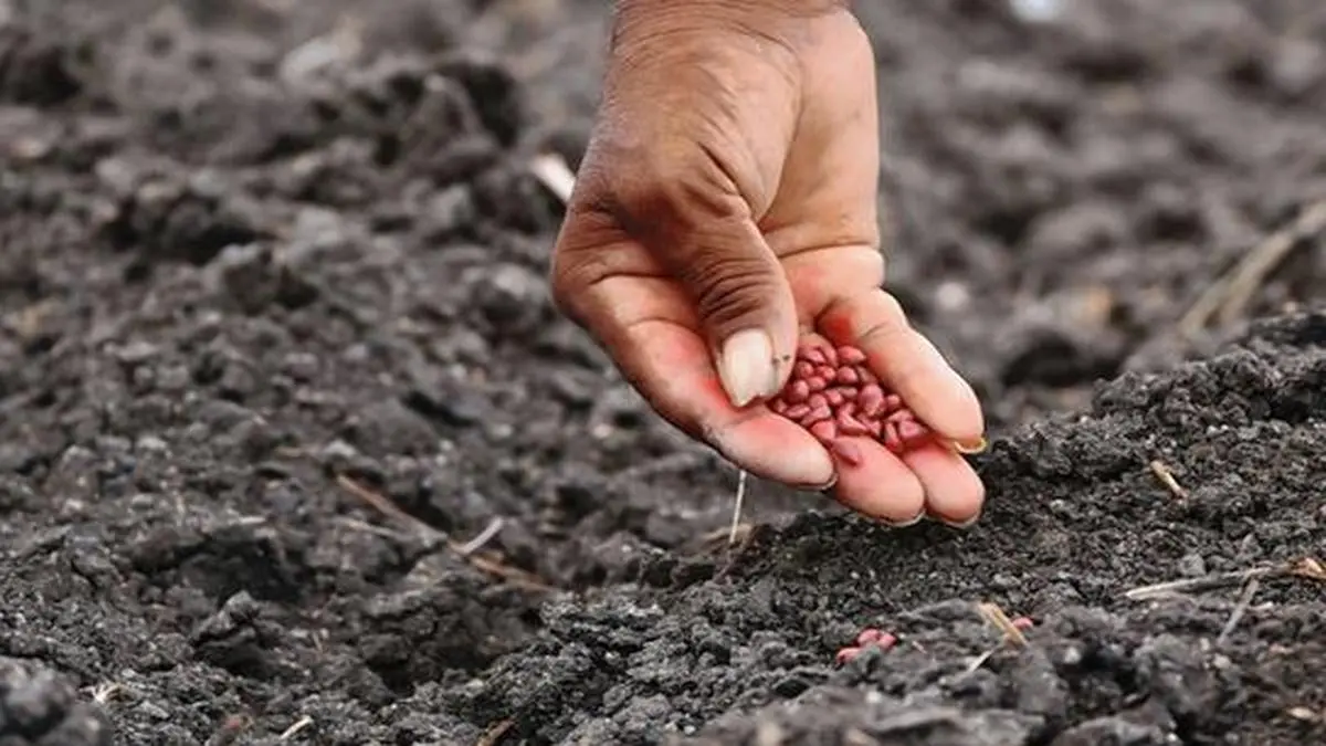 Allow HT Bt cotton to keep tabs on spurious seeds, save farmers: Seed firms - The Hindu BusinessLine