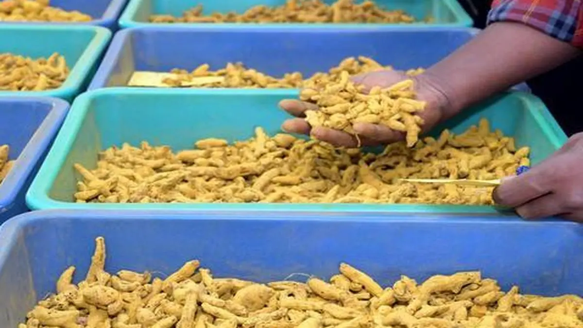 Turmeric prices tumble - The Hindu BusinessLine
