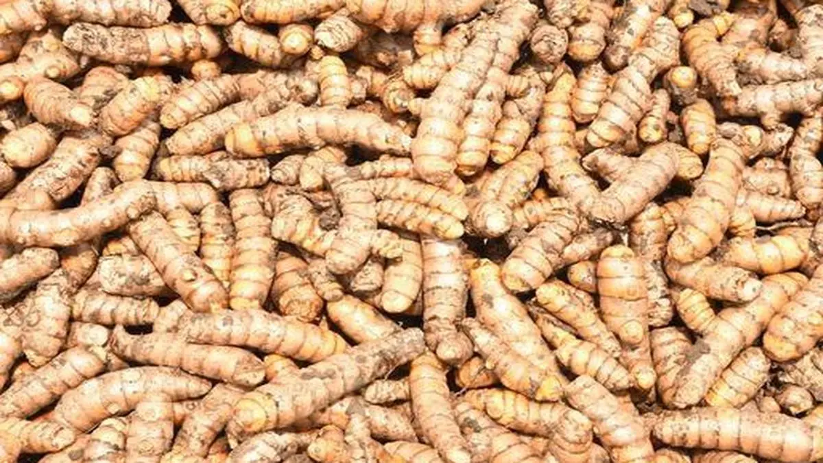 Turmeric prices edge up - The HinduBusinessLine