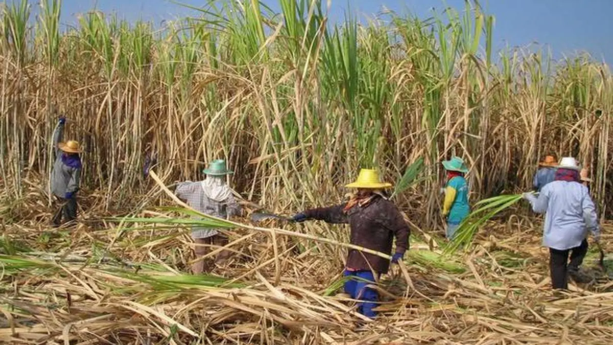India to play key role in higher global sugar output next season - The ...