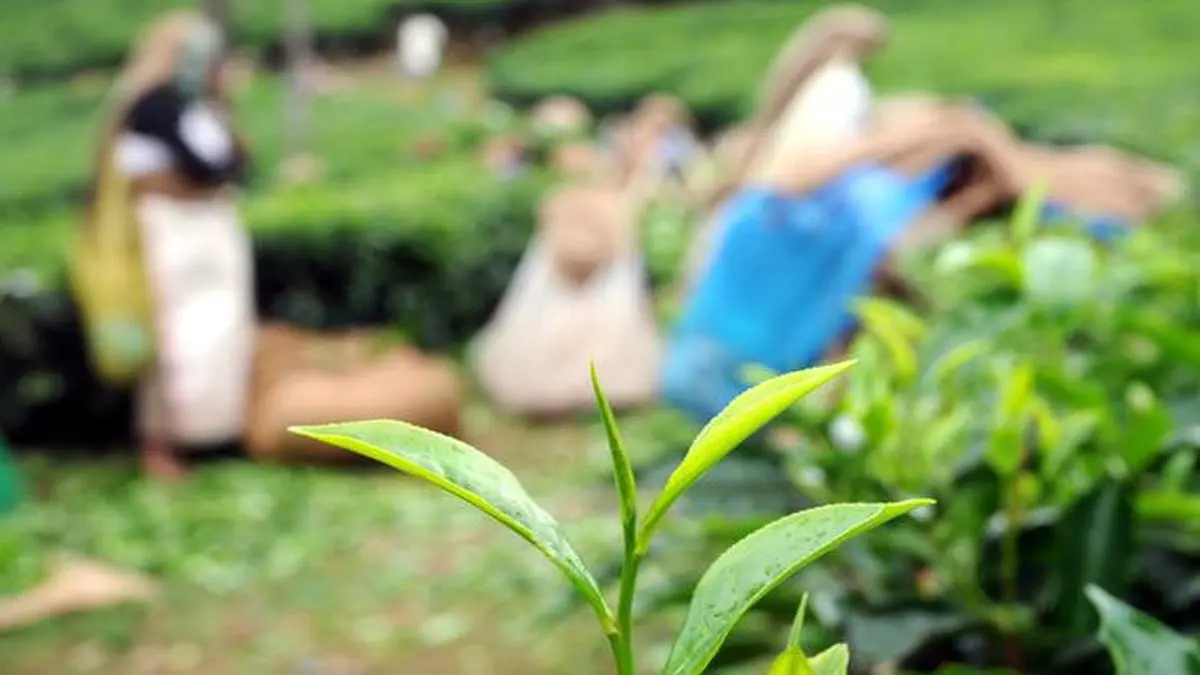 Bharat tea auctions open well-attended in Kochi - The HinduBusinessLine