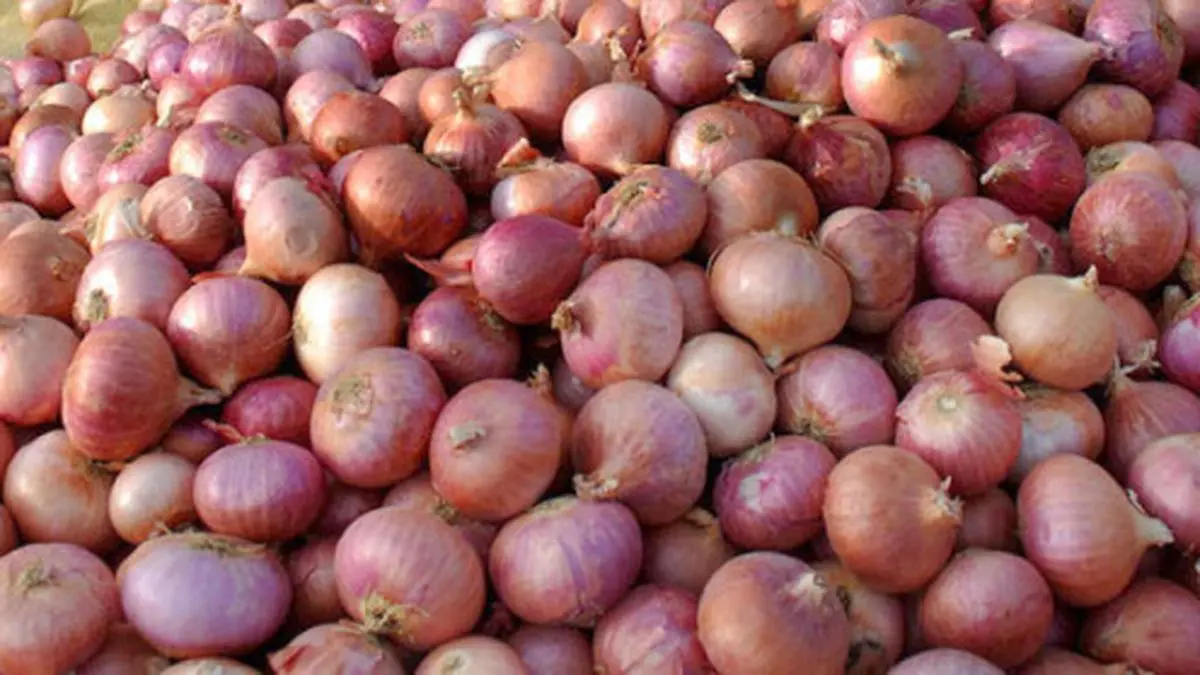 Rains fail to cheer Maharashtra onion farmers - The HinduBusinessLine
