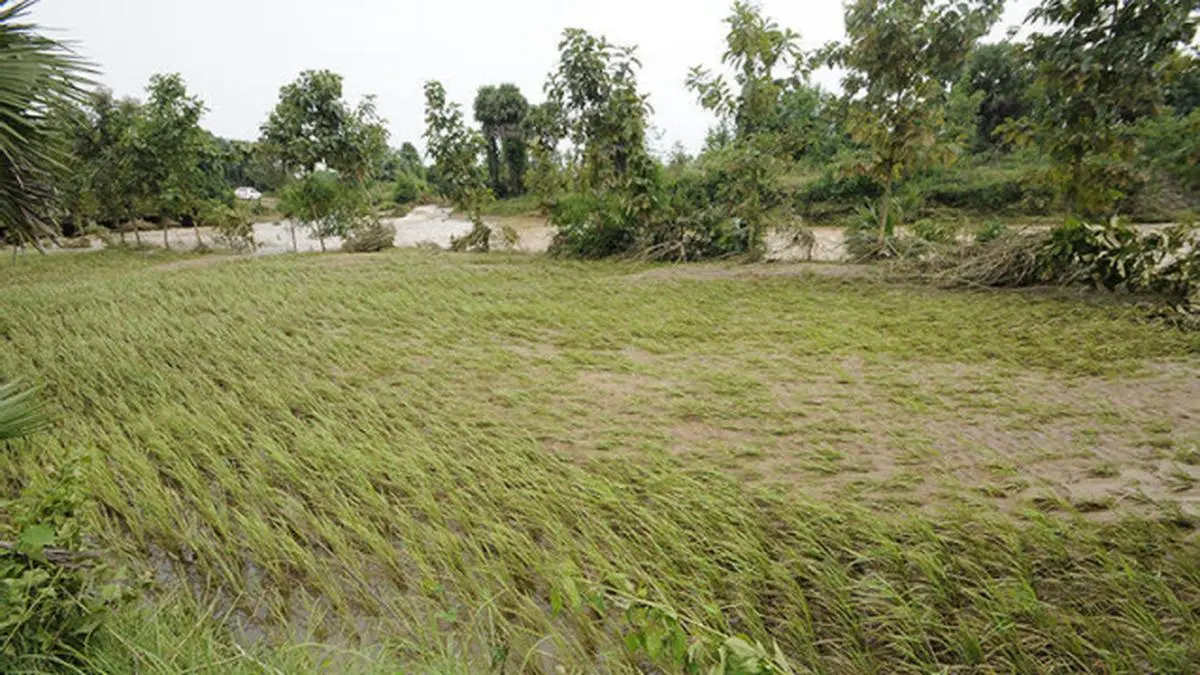 Cyclone Nilam damages standing crops in coastal AP - The HinduBusinessLine
